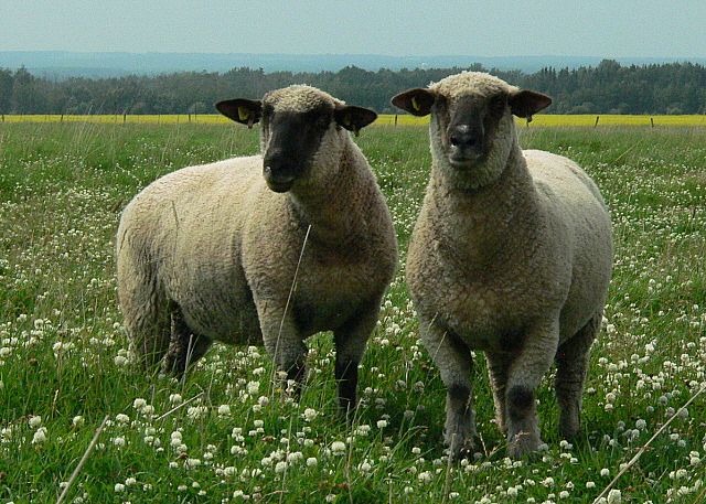 John C. Mudersbach – A Shropshires sheep owner – ArizonaSheepHistory ...