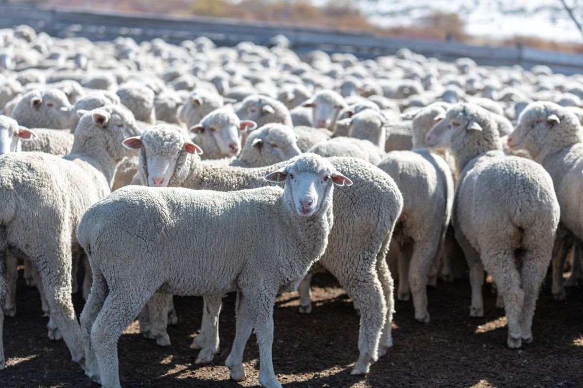 Duckworth American Wool – ArizonaSheepHistory.wordpress.com