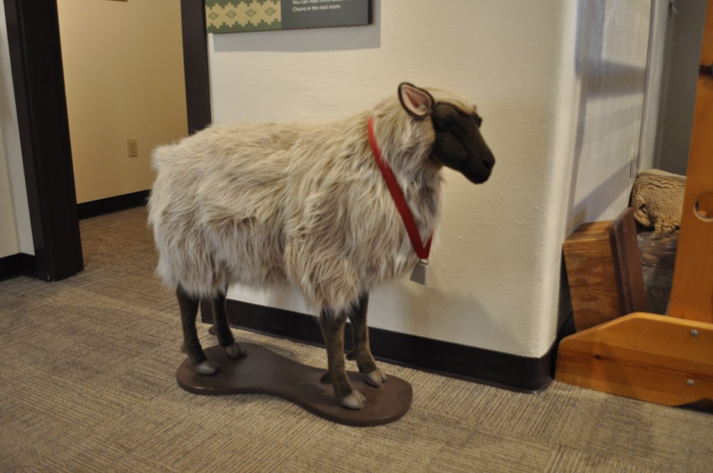 Churro Sheep – ArizonaSheepHistory.wordpress.com