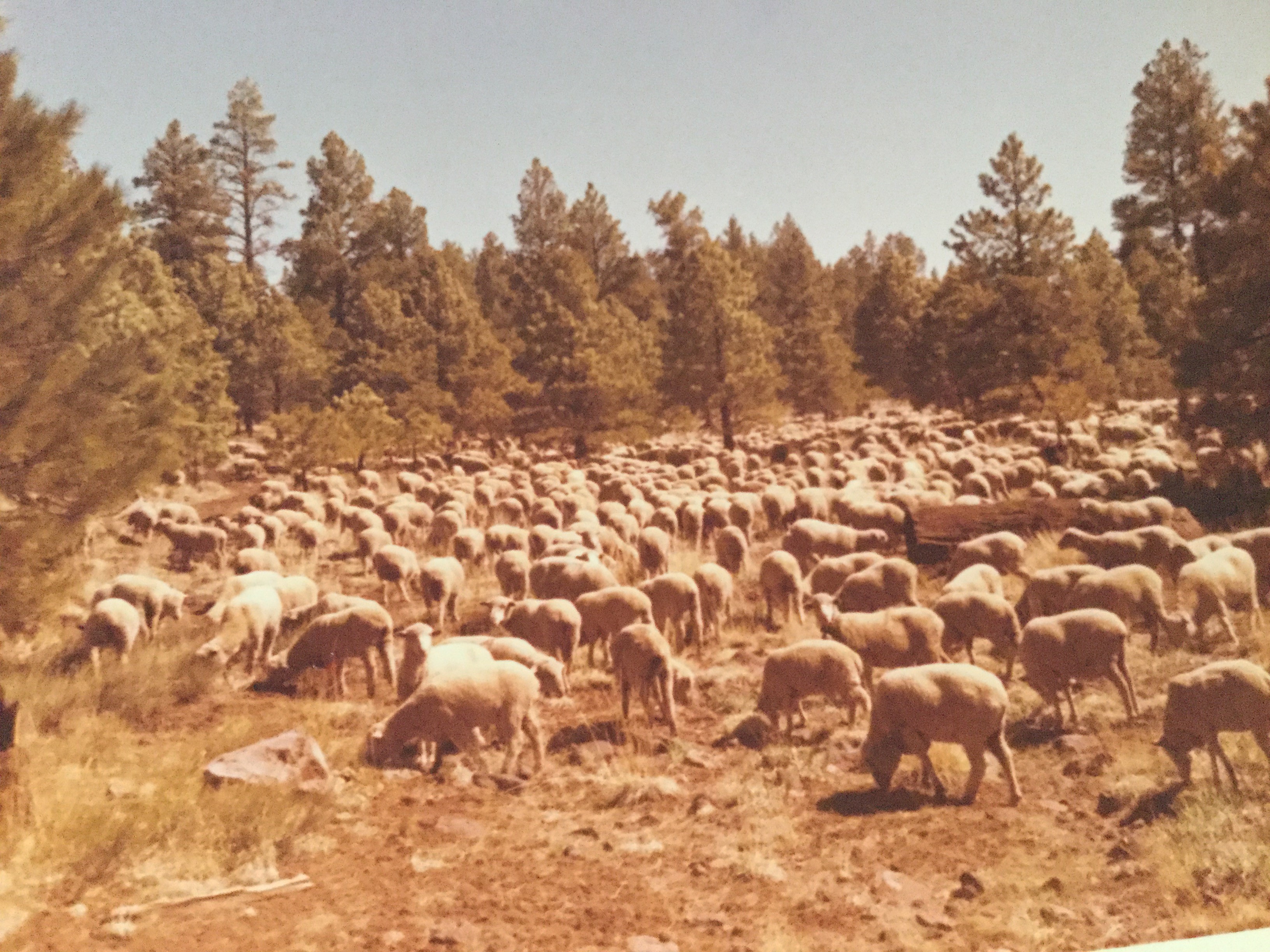ArizonaSheepHistory.wordpress.com – Page 16 – Sheep Ranchers of Arizona
