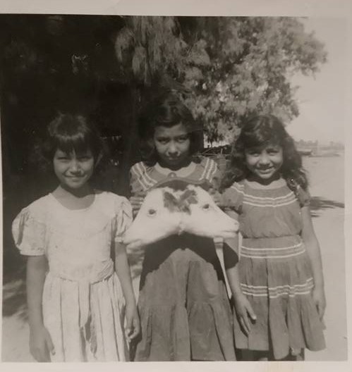 A Six-legged Sheep? A Two-headed Sheep? – ArizonaSheepHistory.wordpress.com