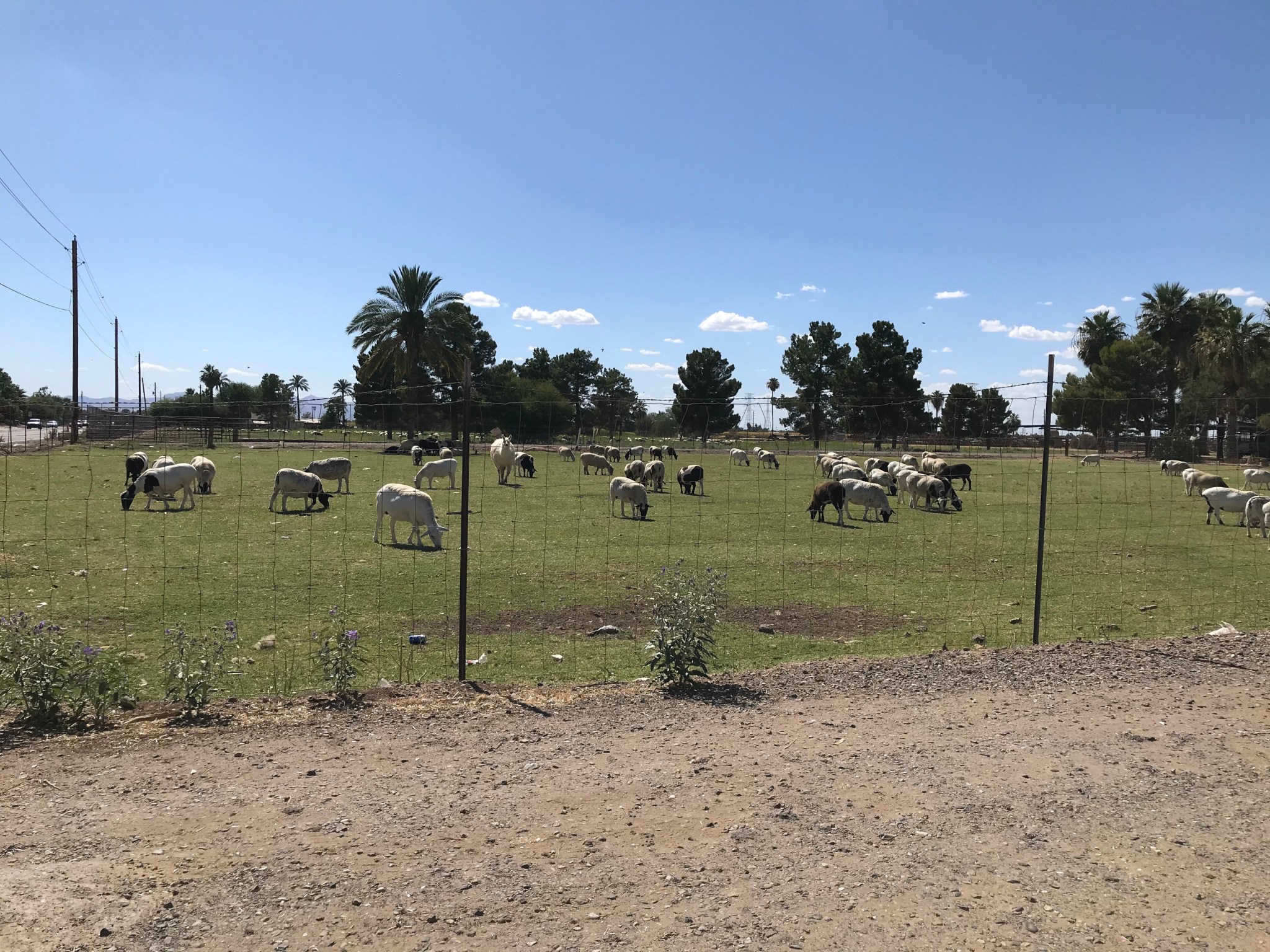 Here are the sheep! – ArizonaSheepHistory.wordpress.com
