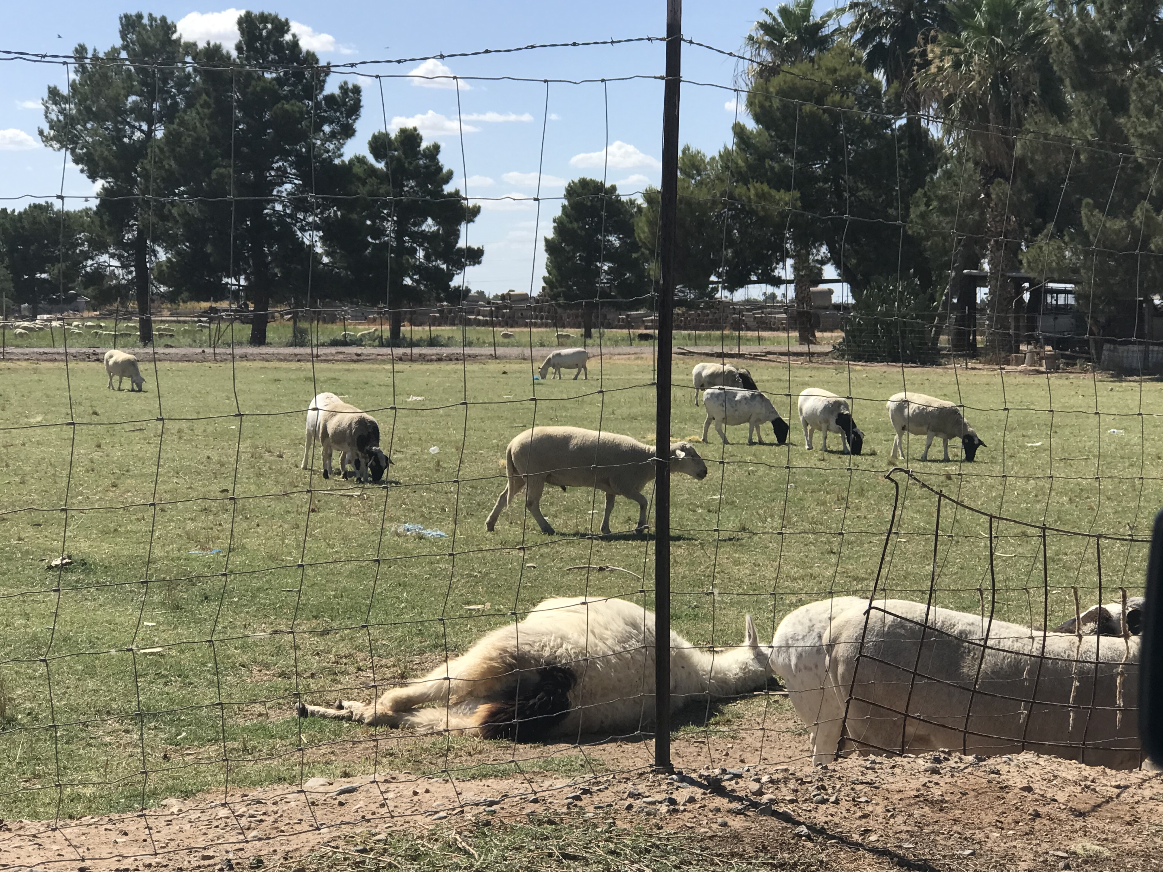 Here are the sheep! – ArizonaSheepHistory.wordpress.com
