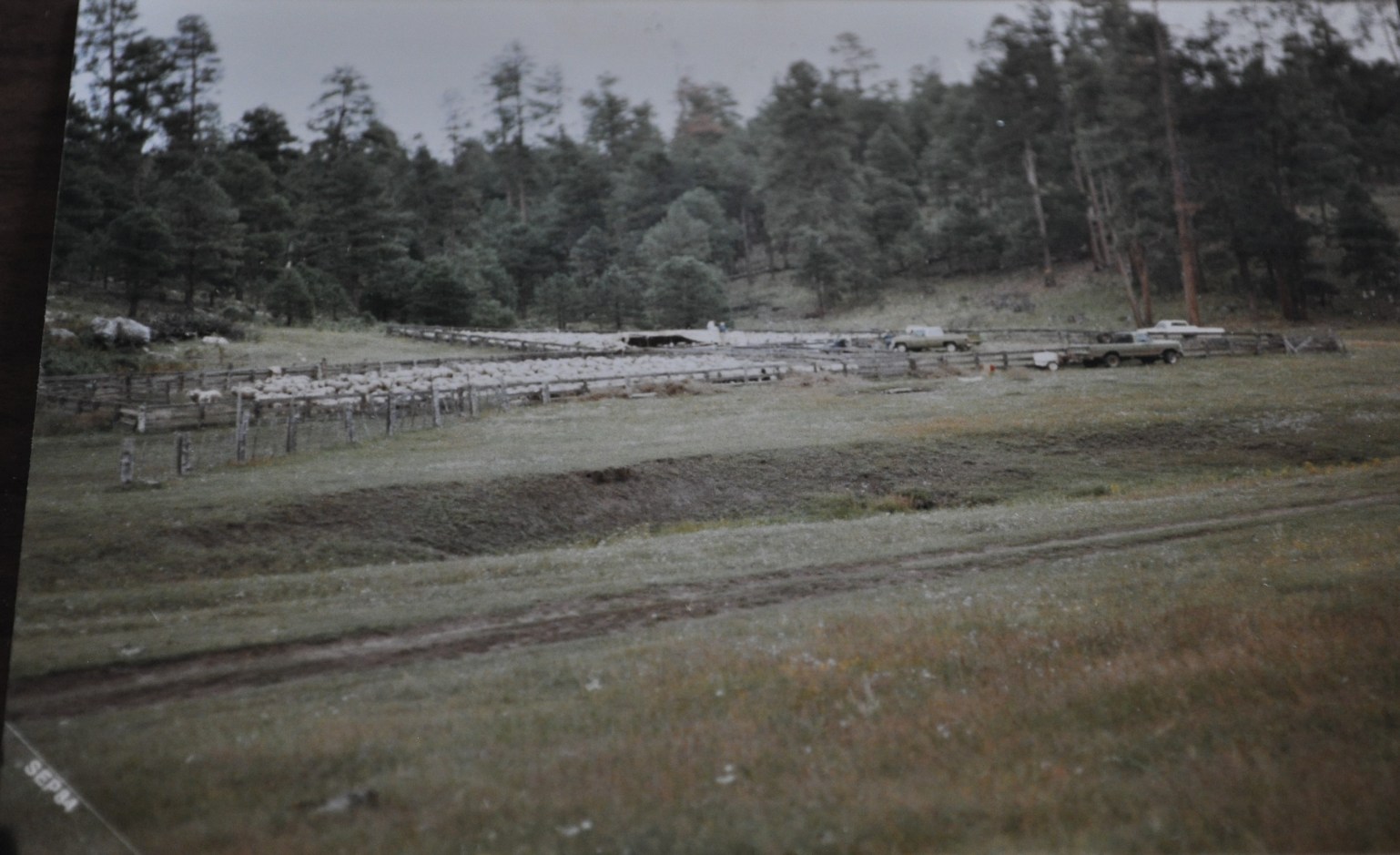 A beautiful day for a trip to a old sheep ranch – ArizonaSheepHistory ...