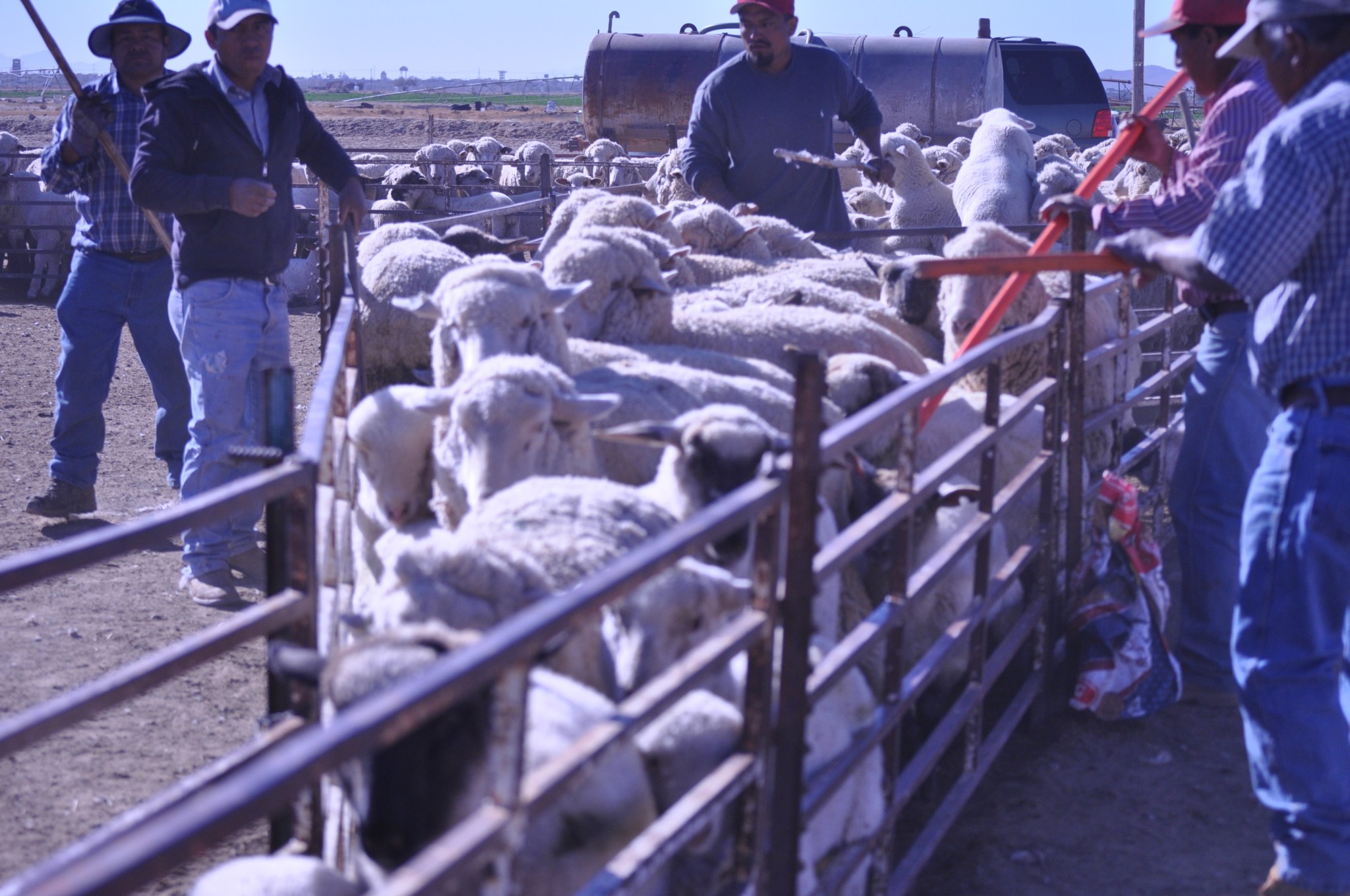 Arizona Sheep Shearing – ArizonaSheepHistory.wordpress.com