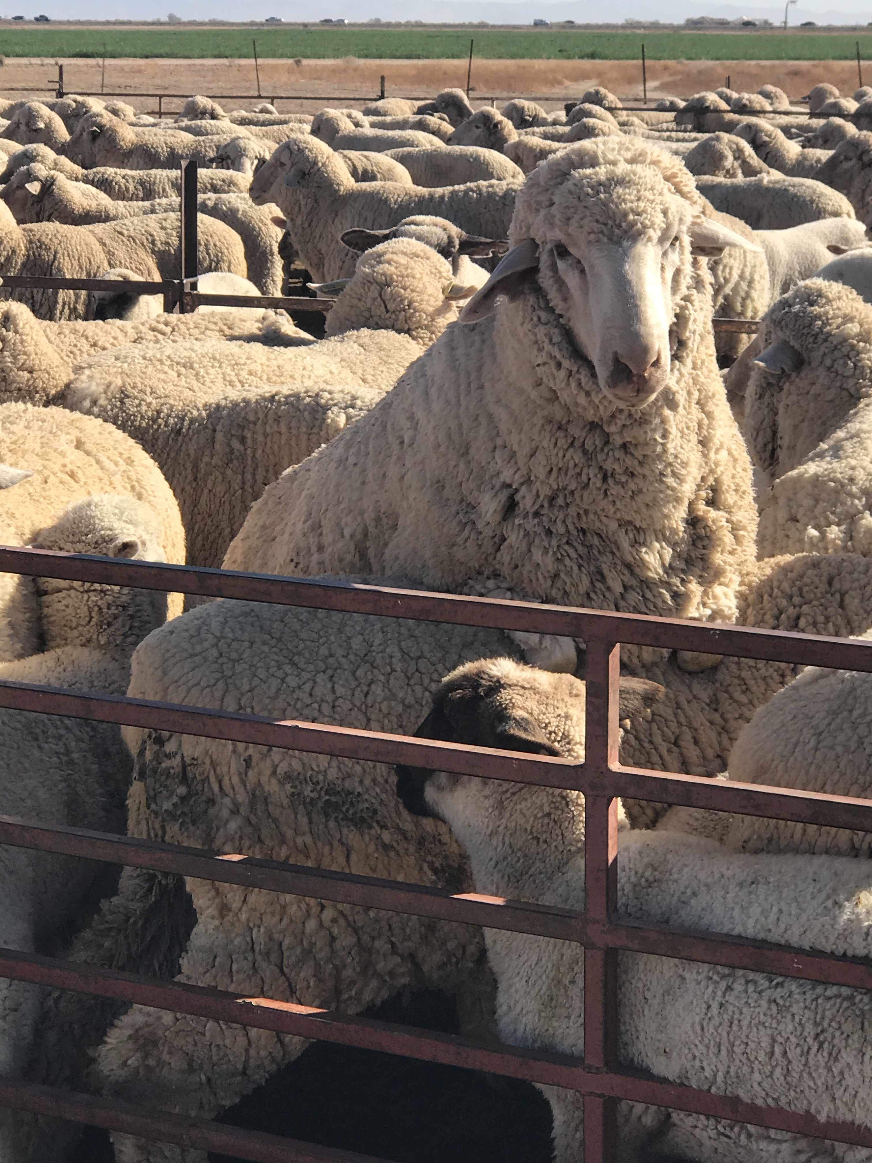 ArizonaSheepHistory.wordpress.com – Page 12 – Sheep Ranchers of Arizona