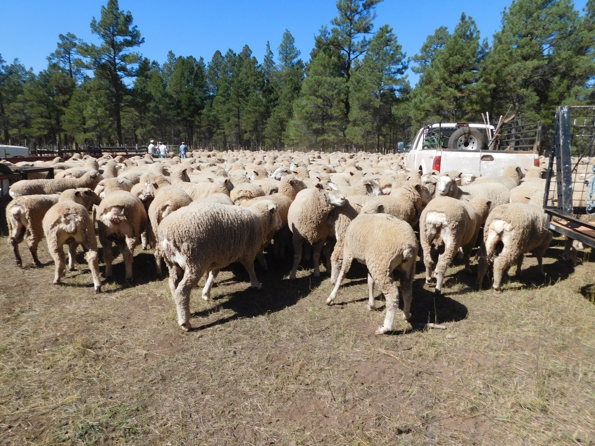 Counting Sheep Nonsense – ArizonaSheepHistory.wordpress.com