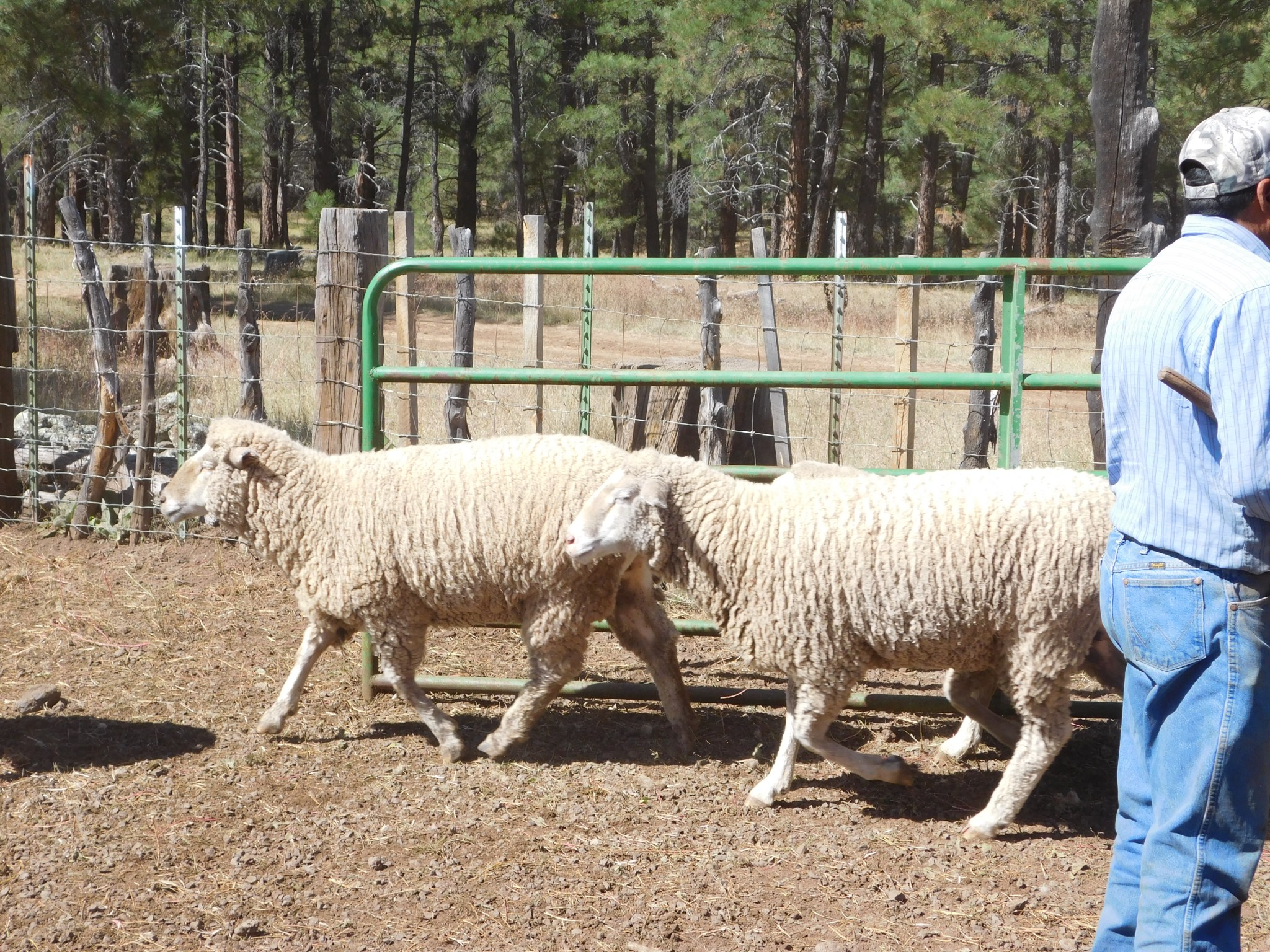 Counting Sheep Nonsense – ArizonaSheepHistory.wordpress.com