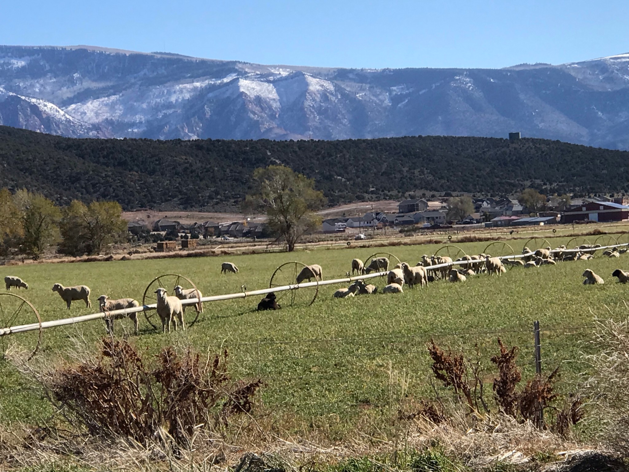 Cedar City Livestock Festival – ArizonaSheepHistory.wordpress.com