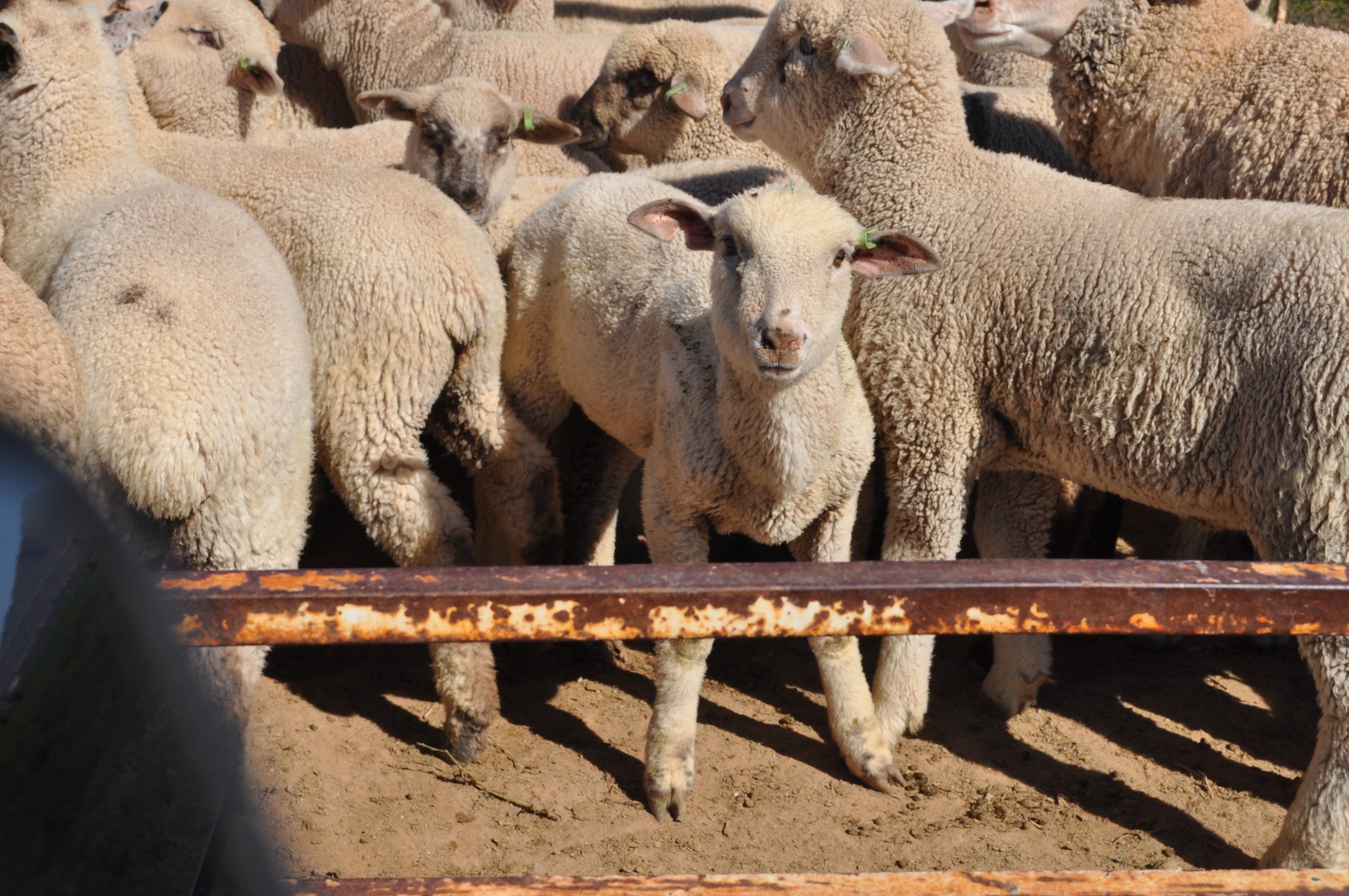 Arizona Sheep Worth $10 million? – ArizonaSheepHistory.wordpress.com