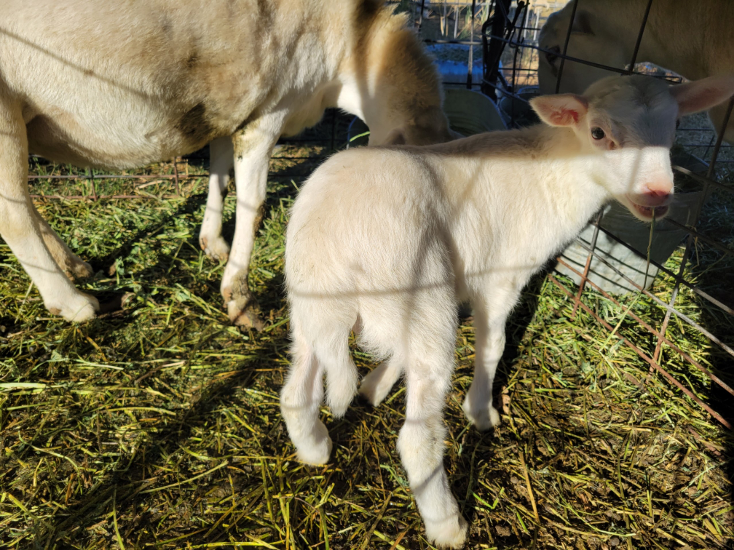 This Week in 1922 Nothing Happened! – ArizonaSheepHistory.wordpress.com