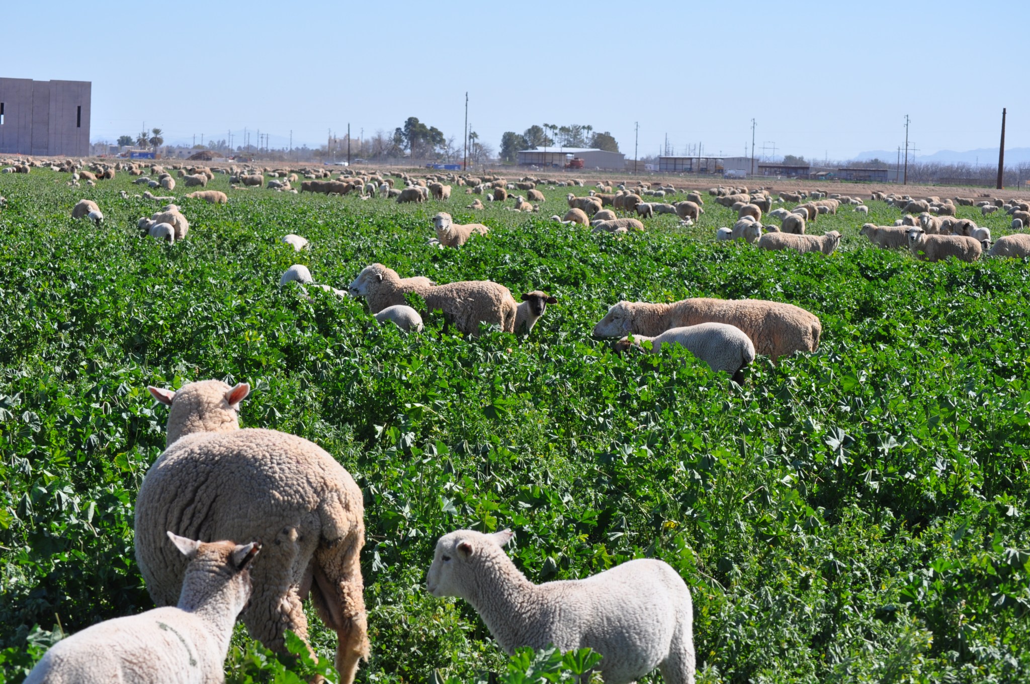A Day Trip to See Sheep – ArizonaSheepHistory.wordpress.com