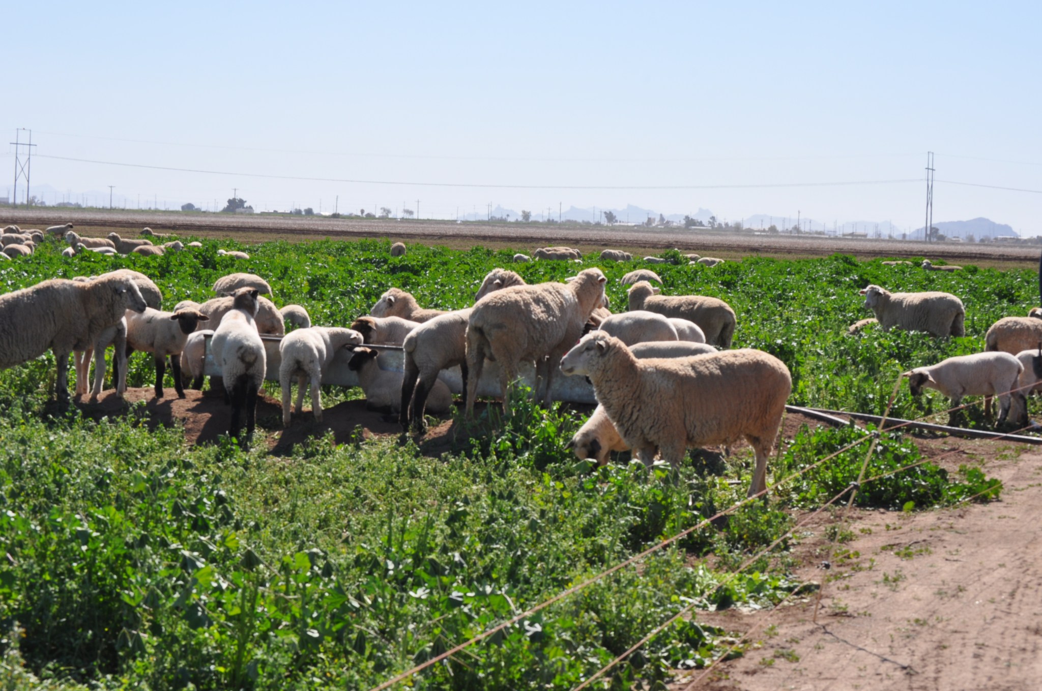 A Day Trip to See Sheep – ArizonaSheepHistory.wordpress.com
