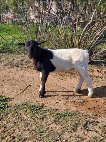 Thude’s are Back Raising Sheep – ArizonaSheepHistory.wordpress.com