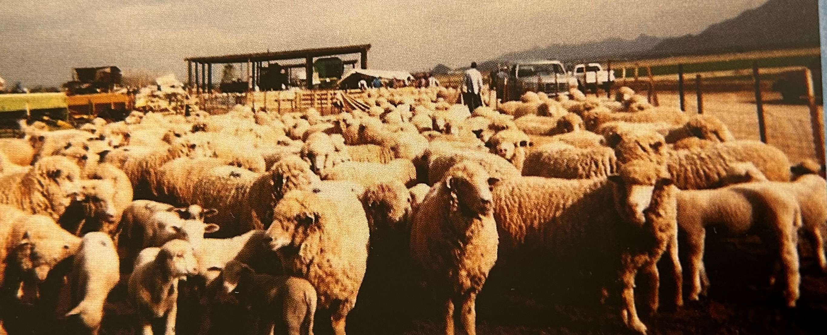 Sheep Poem by Lester H. Fuller – ArizonaSheepHistory.wordpress.com