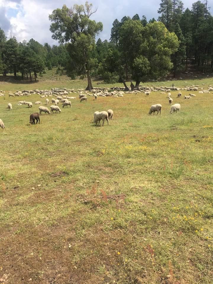 Sanudo’s Sheep – ArizonaSheepHistory.wordpress.com