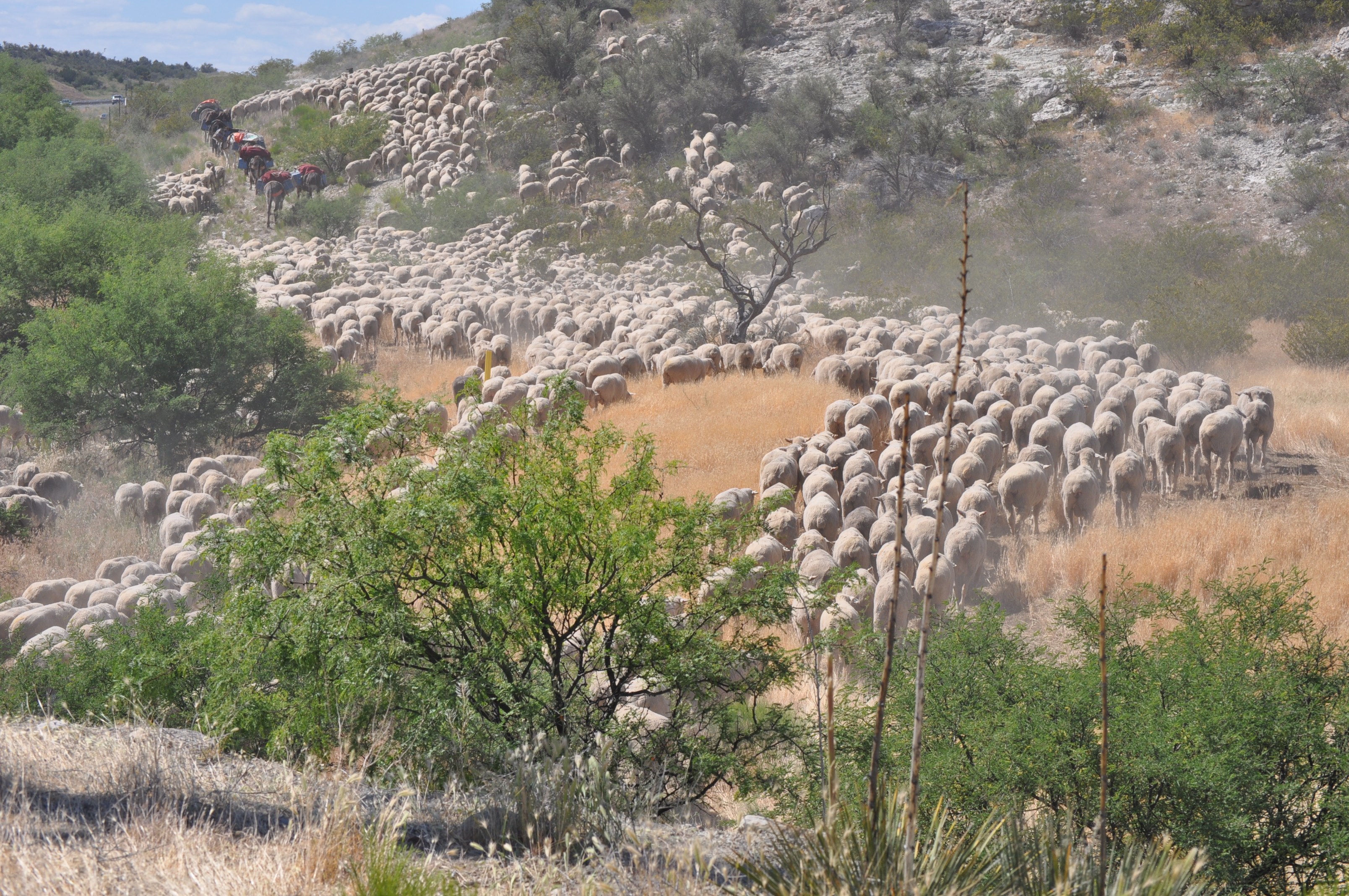 1970: 100th Anniversary of Sheep Trails – ArizonaSheepHistory.wordpress.com