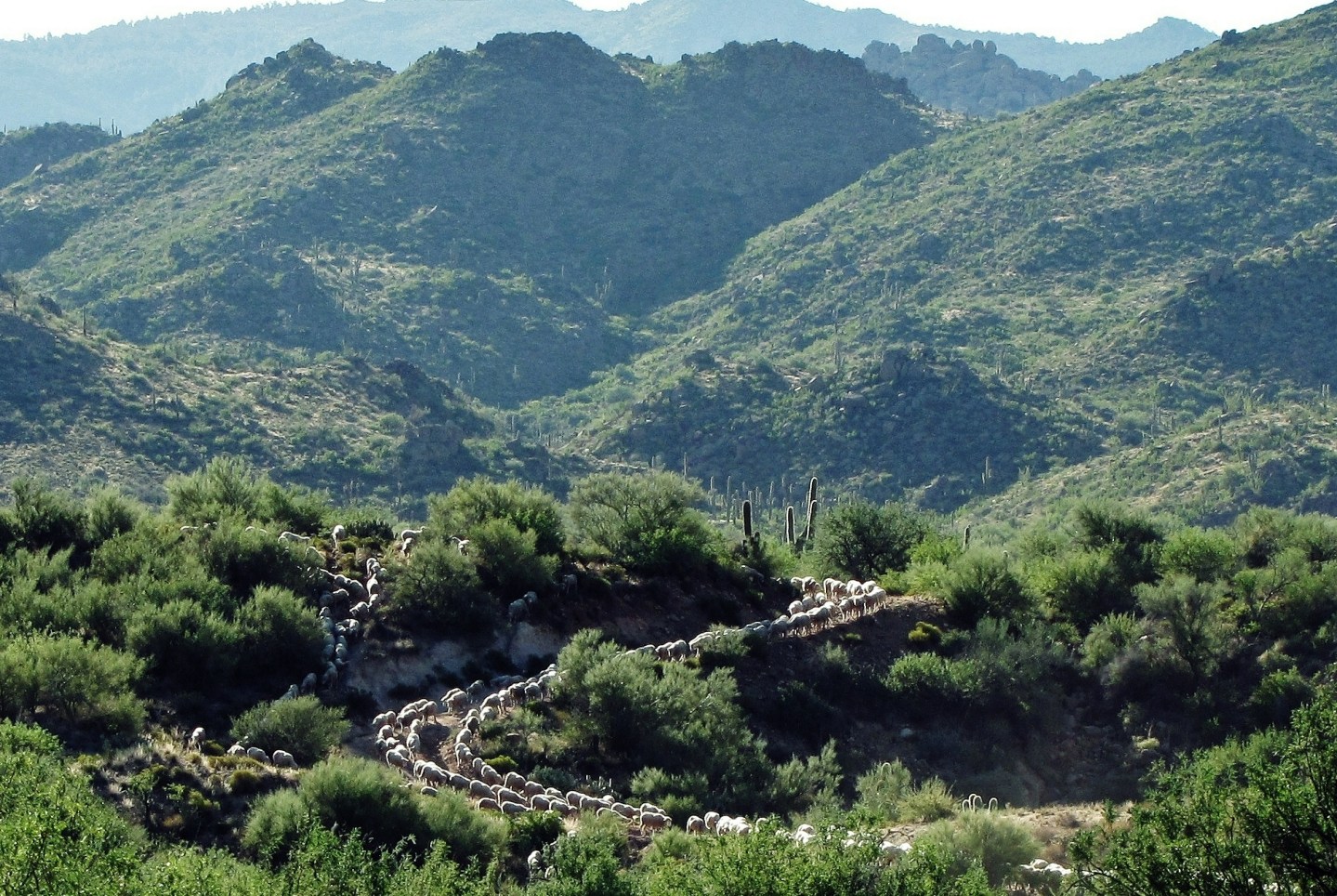 1970: 100th Anniversary of Sheep Trails – ArizonaSheepHistory.wordpress.com