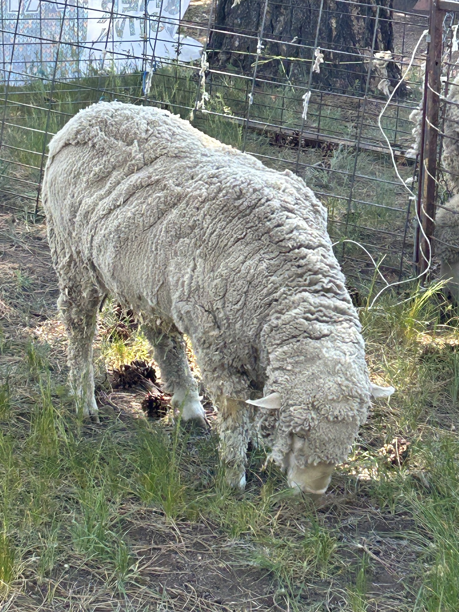 Flag Wool and Fiber Festival – ArizonaSheepHistory.wordpress.com