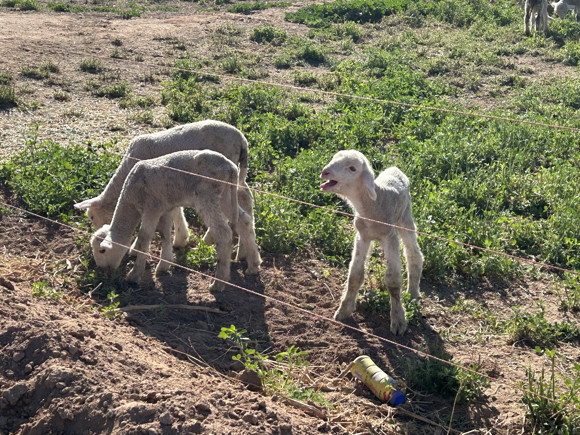 ArizonaSheepHistory.wordpress.com – Sheep Ranchers of Arizona