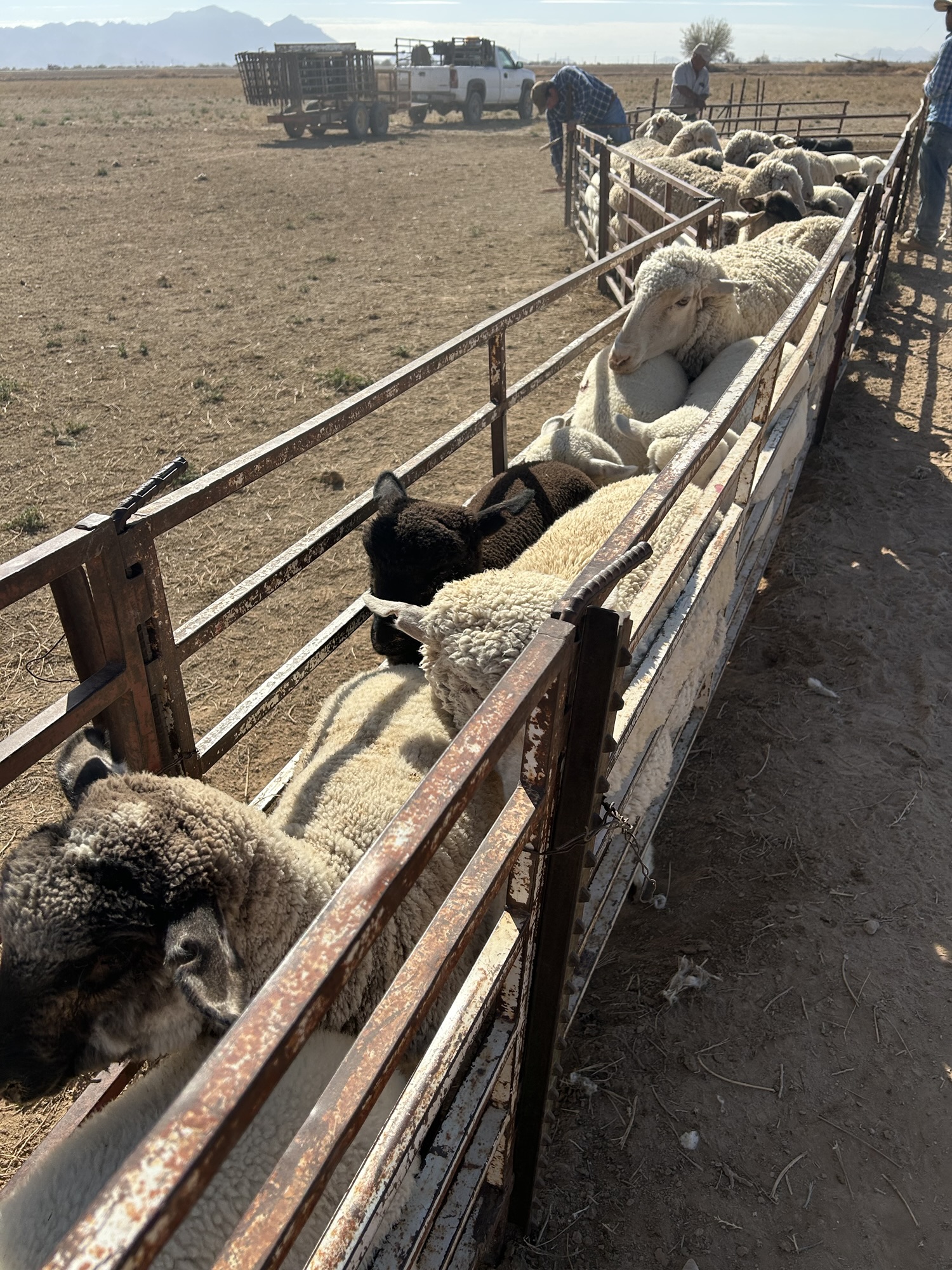 ArizonaSheepHistory.wordpress.com – Sheep Ranchers of Arizona