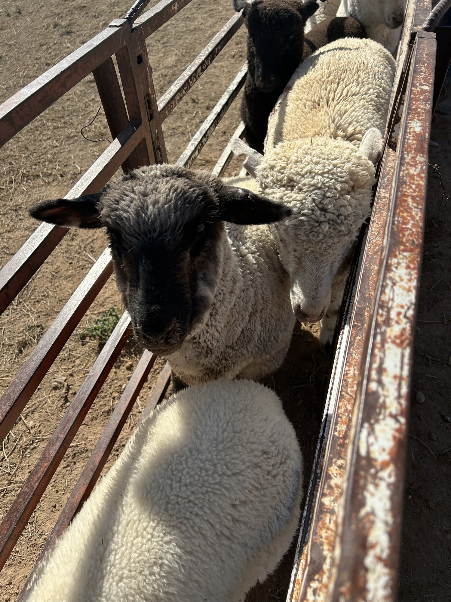 Auza’s Sheep Company – ArizonaSheepHistory.wordpress.com